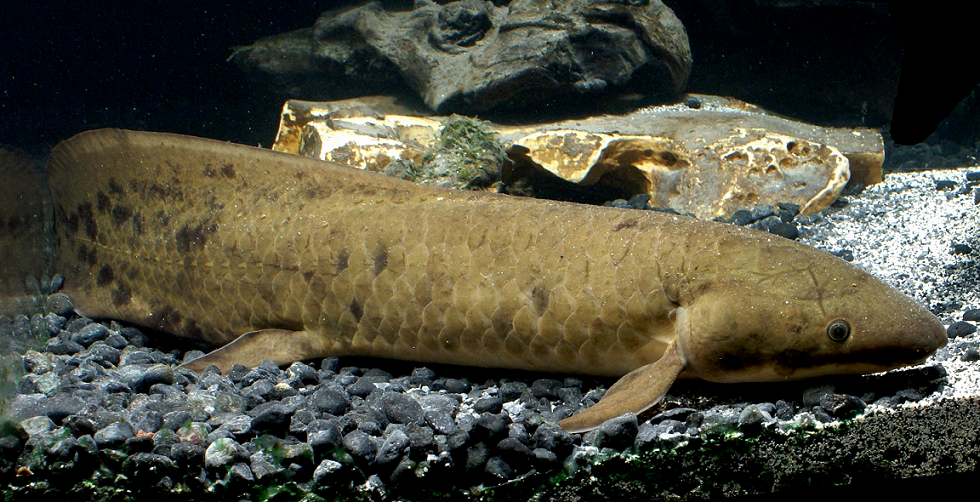 Lungfishes | PRIMITIVE FISHES