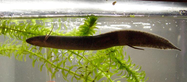 Lungfishes | PRIMITIVE FISHES