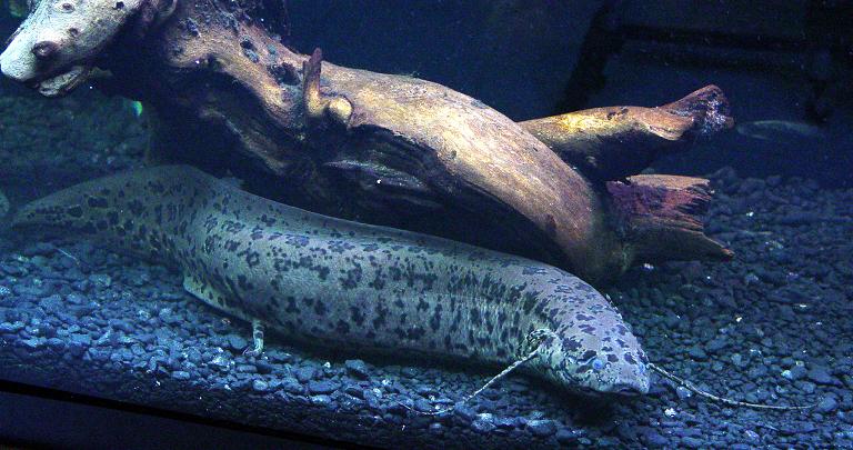 Lungfishes | PRIMITIVE FISHES